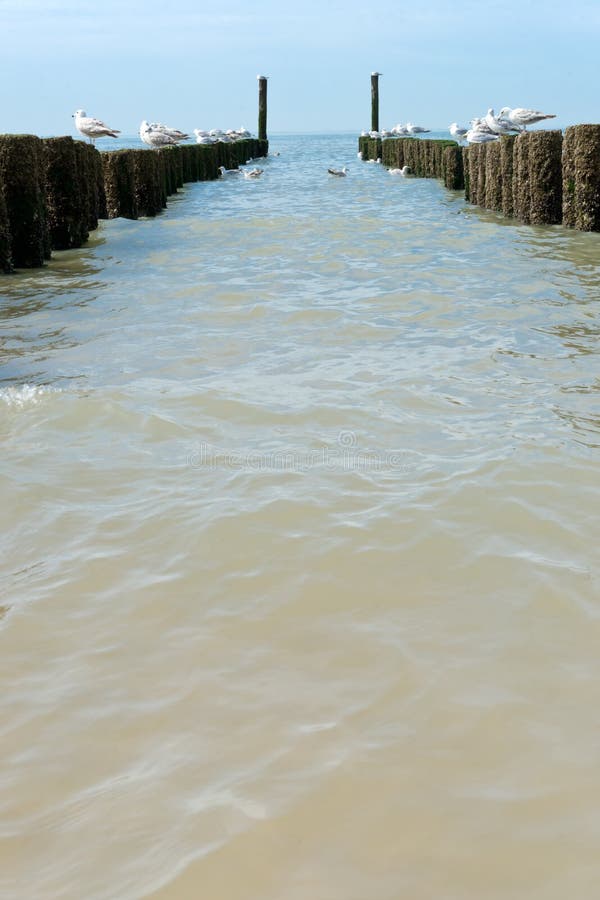 Timber Groynes on the Beach at the North Sea Stock Image - Image of ...