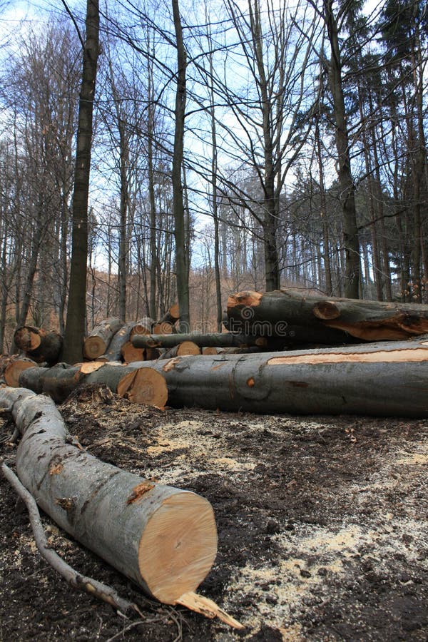 Timber harvesting stock image. Image of deforestation - 19000041