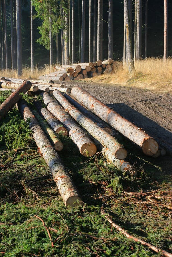 Timber harvesting stock photo. Image of nature, production - 7098490