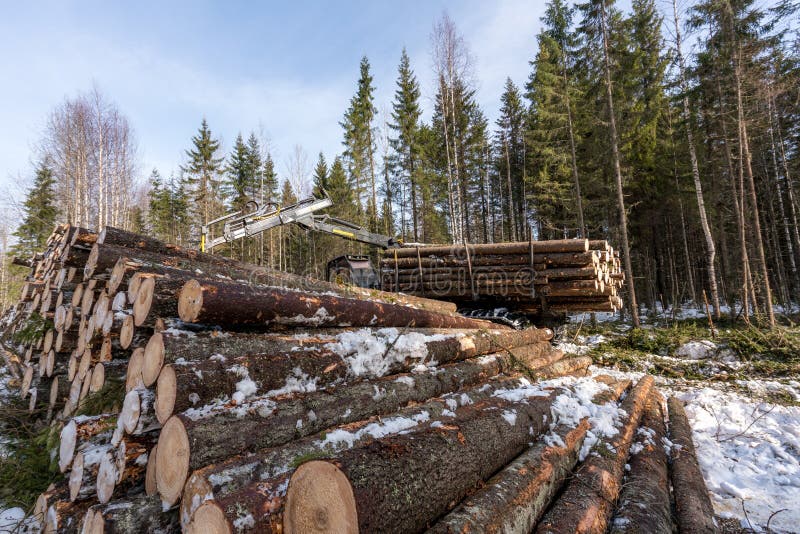 Timber Harvesting. Logger Working in Winter Forest Stock Photo - Image ...