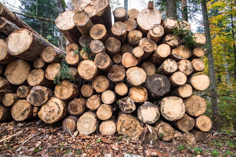 Timber Harvesting. a Lot of Logs Lying on the Ground in Forest Stock ...