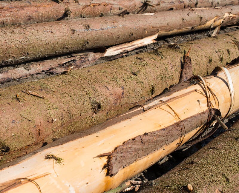 Timber Harvesting. Pile of Cut Fir Logs Stock Image - Image of industry ...
