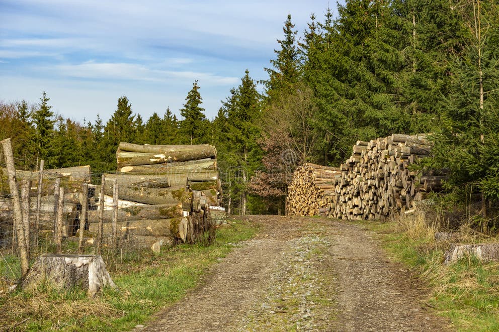 Timber Harvesting. Pile, Stack of Many Sawn Logs of Pine Trees Stock ...