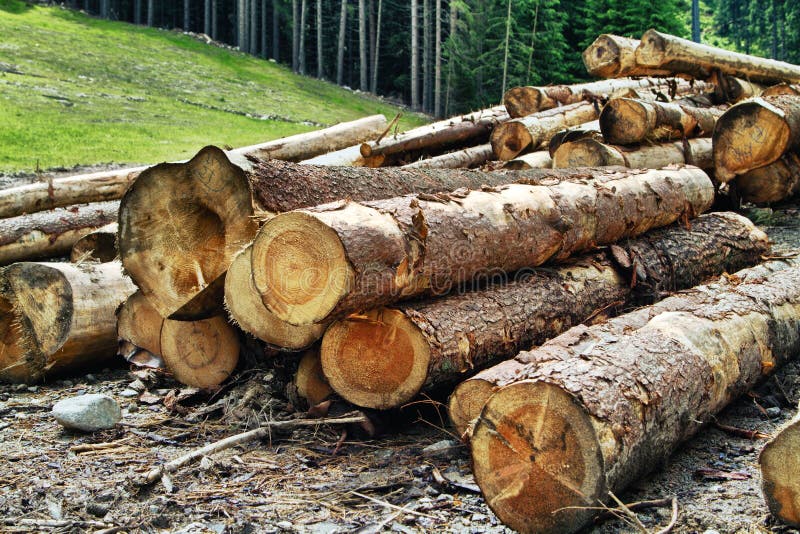 Timber harvesting stock photo. Image of coniferous, countryside - 32264776