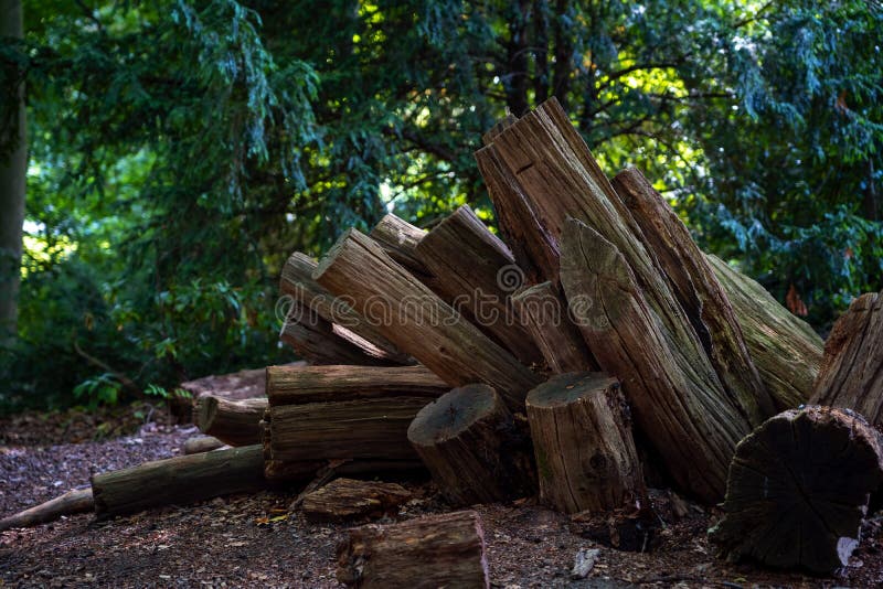 Timber Harvesting from Trees of the Forest Stock Photo - Image of green ...