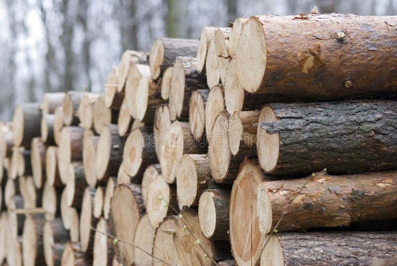 Timber heap in the woods stock image. Image of symbol - 5001481