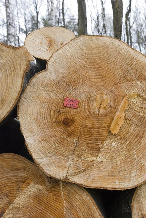 Timber Heap in the Woods - Detail Stock Photo - Image of lumberjack ...