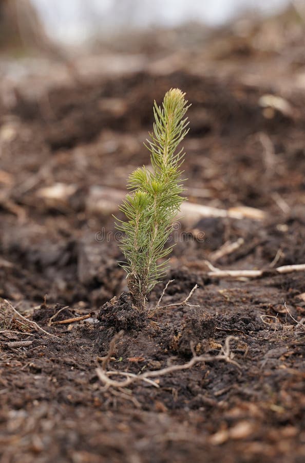 Close-up of a Pine Sprout Planted in the Ground. Stock Photo - Image of ...