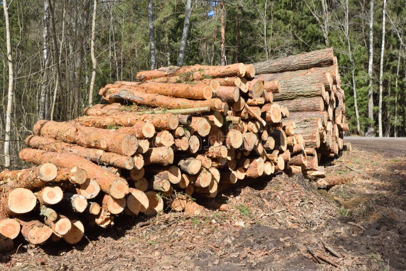 Cut Tree Trunks in the Forest Stock Image - Image of natural, material ...