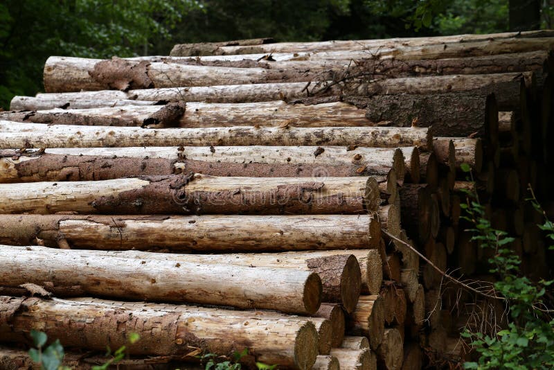 Timber Industry. Cut Tree Trunks in the Forest Stock Photo - Image of ...