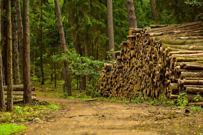 Timber industry, lumbering stock image. Image of forest - 59679139