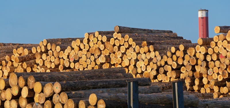 Timber Industry, Many Stacks of Tree Trunks Stock Photo - Image of ...