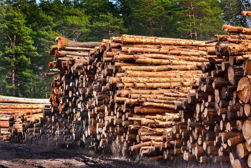 Timber Industry Sawmill Tree Processing Log Storage Stock Photo - Image ...
