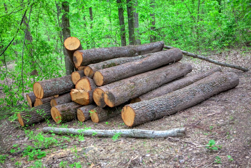 Timber logs stock image. Image of firewood, country, long - 24221563