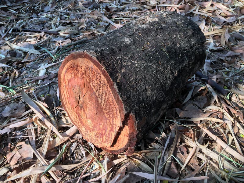 Timber with Leaves Background. Texture Background Stock Image - Image ...