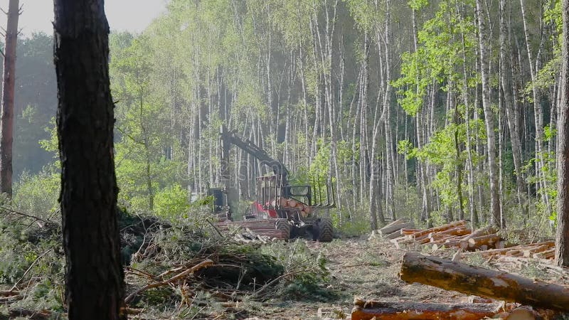 Wood Loading in the Truck Body, Wood Harvesting, Wood Cutting Stock ...