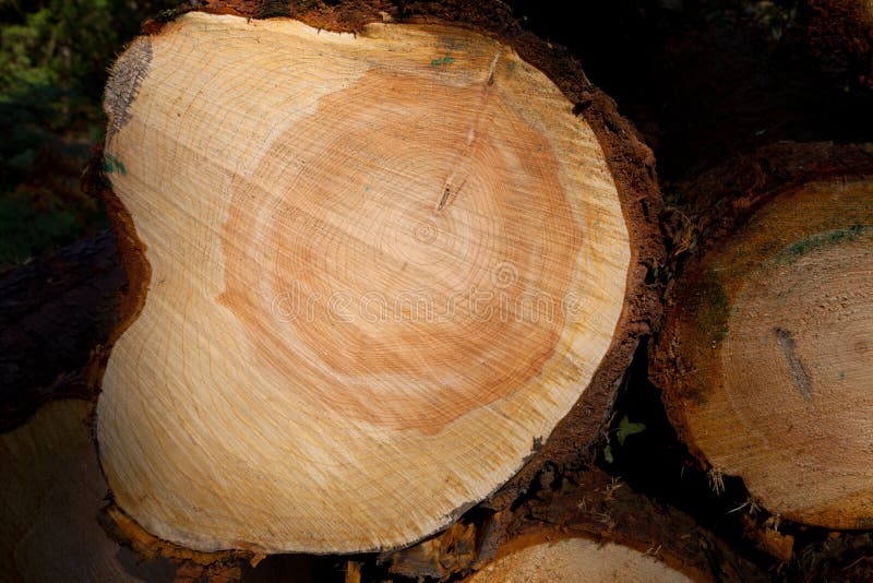 Timber log stock image. Image of timber, grain, pine - 21389033