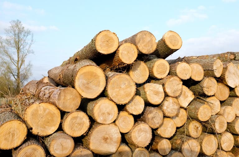 Timber Log stack stock image. Image of logging, woodpile - 24284543
