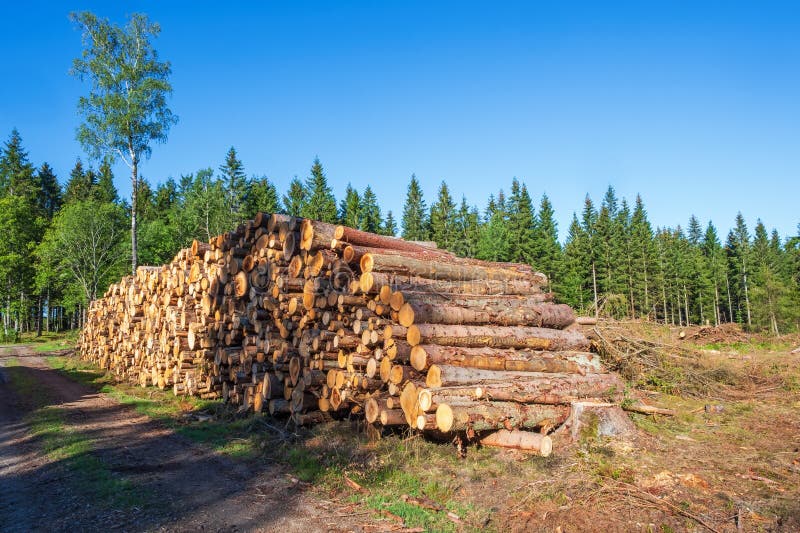 Timber Log Stack by a Dirt Road in a Clear Cutting Area in a Woodland ...