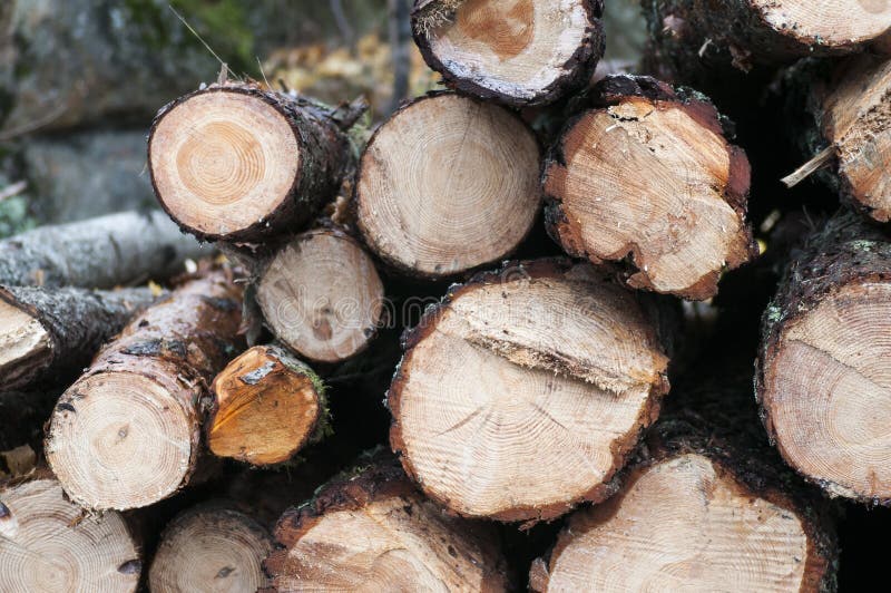 Timber Log Stack stock photo. Image of forest, stack - 46508792