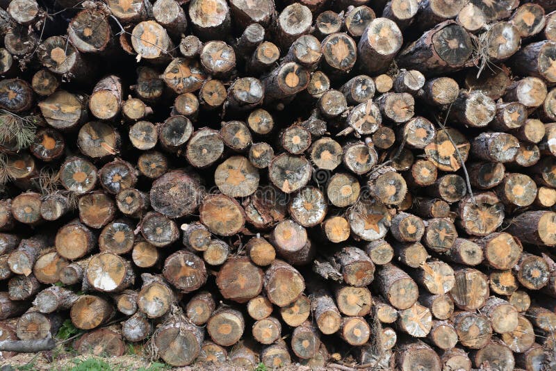 Timber Logging in Autumn Forest without People Stock Photo - Image of ...