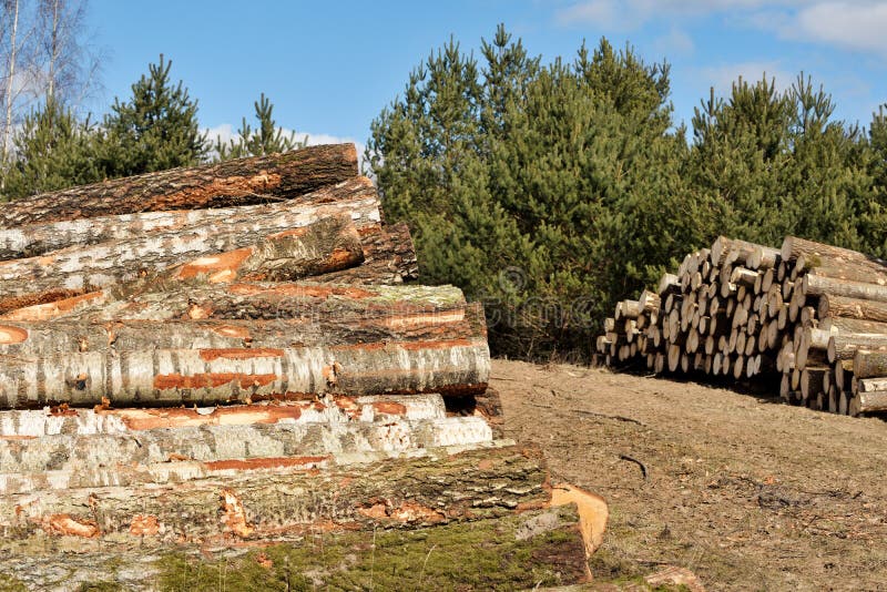 Timber Logging in Forest. Freshly Cut Pine Tree Logs Stock Photo ...