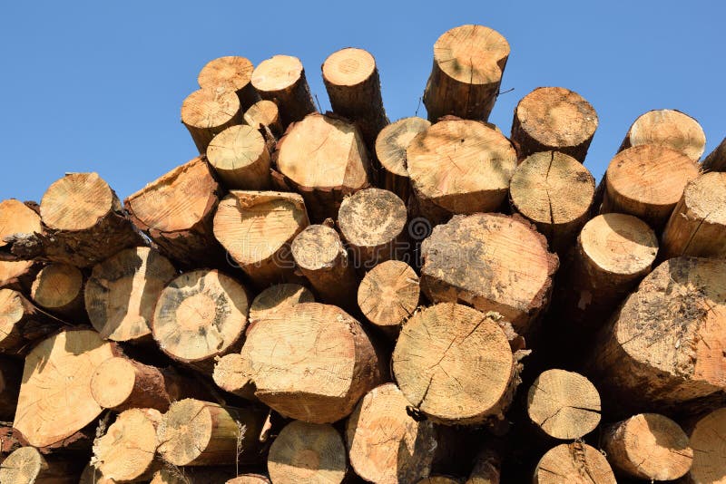 Timber Logging in Forest. Freshly Cut Pine Tree Logs Stock Photo ...