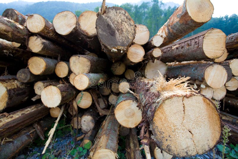 Logs of a Tree an Oak in Wood Stock Image - Image of leaves, trunk ...