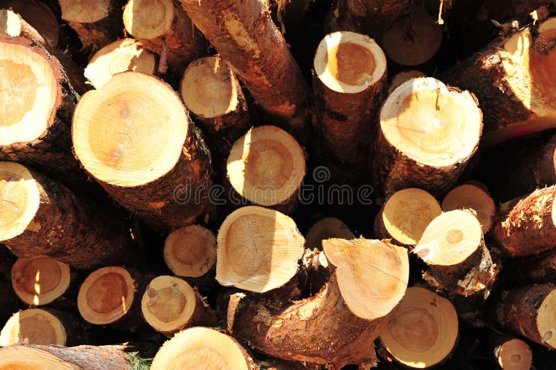 Timber Logs Closeup stock image. Image of fissure, rift - 214072995