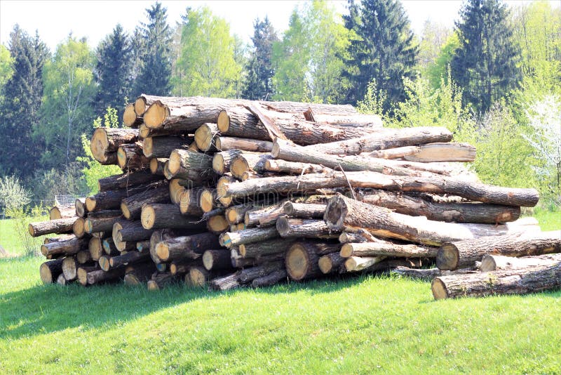 View of Felled and Stacked Tree Trunks Outside in the Forest. Stock ...