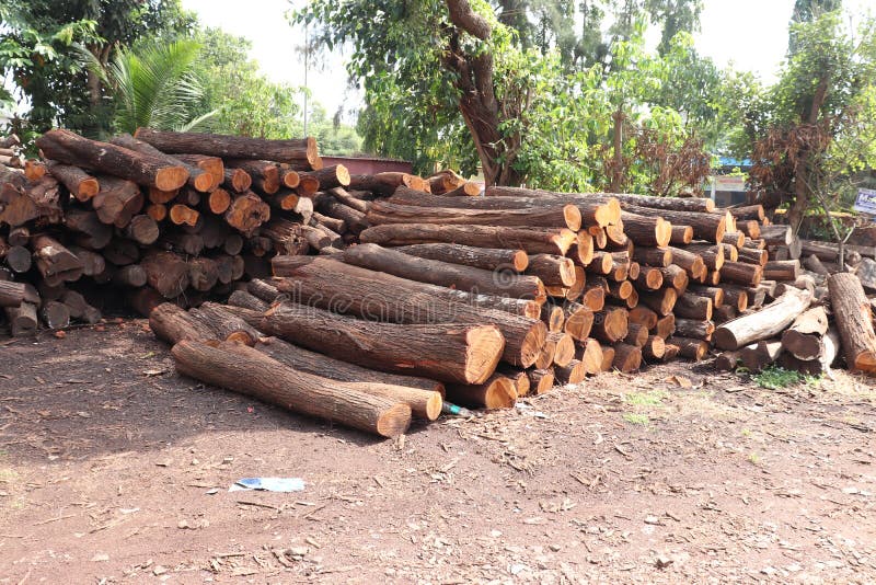 Timber Logs at Dawn in the Mist Stock Image - Image of bark, forestry ...