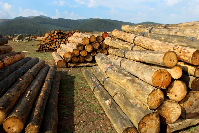 Timber logs in the forest stock photo. Image of site - 27836166