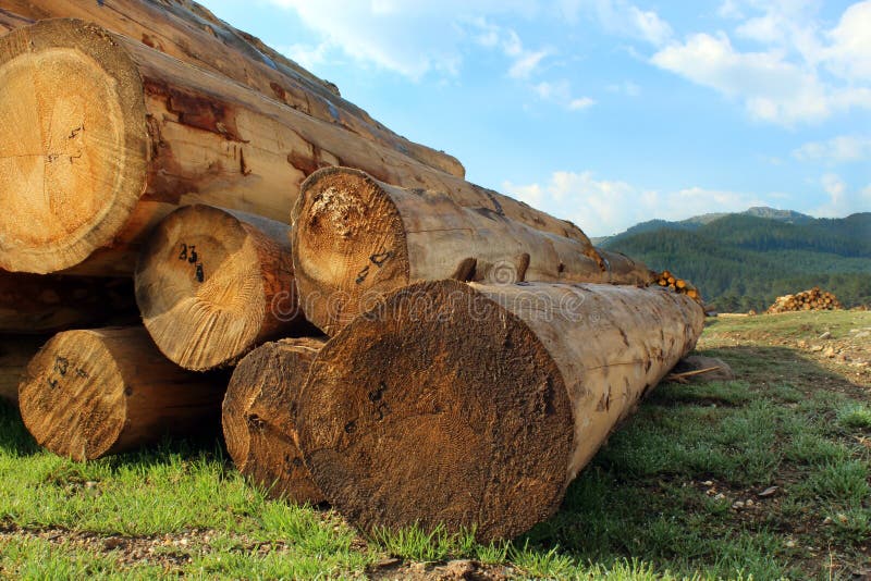 Timber logs in the forest stock image. Image of site - 27836193