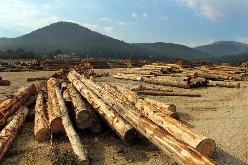 Timber logs in the forest stock photo. Image of outdoors - 27836228