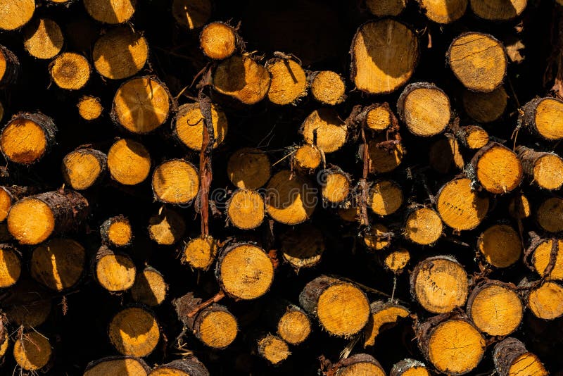 Timber Logs at a Lumber Yard Stock Photo - Image of concentric, forest ...