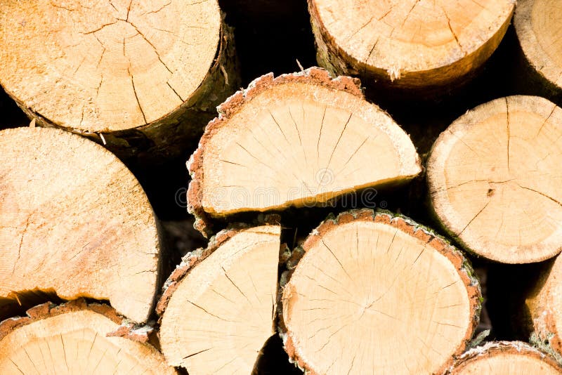 Timber logs stock photo. Image of lumberyard, logs, bulk - 97880604