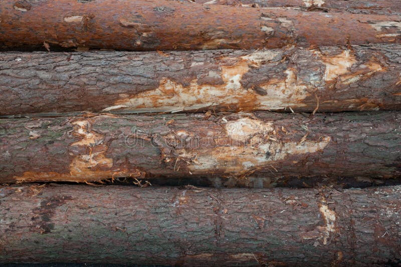 Timber logs texture stock image. Image of logging, logs - 81858443