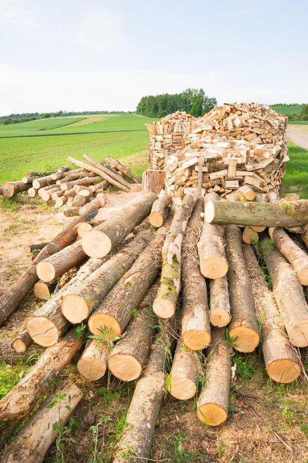 Timber logs stock image. Image of sawed, lumberyard - 101375177
