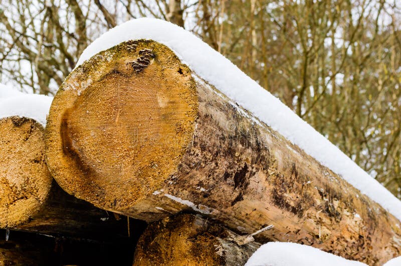 Timber logs in winter stock image. Image of sustainable - 49859795