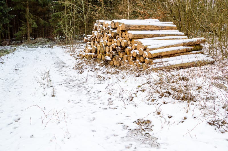 Timber logs in winter stock image. Image of stacked, energy - 49859897
