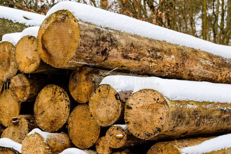 Timber logs in winter stock image. Image of cold, timber - 49859909