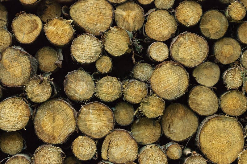 Timber/Lumber in Storage for Later Processing Stock Image - Image of ...