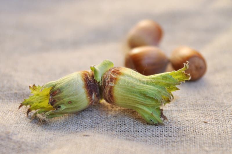 Timber nut stock image. Image of timber, harvest, subject - 26684971