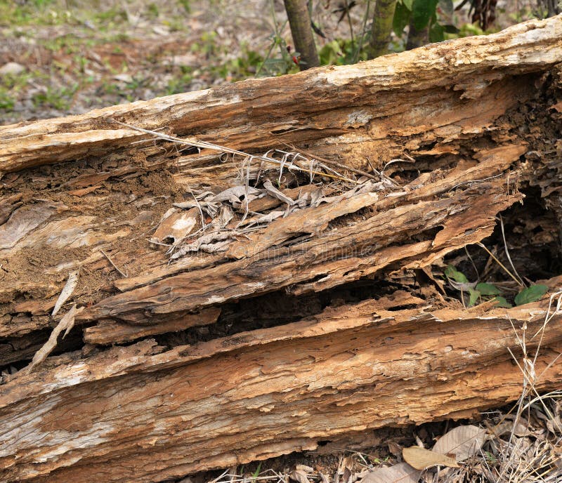 Timber old stock photo. Image of wooden, panel, grunge - 66689048