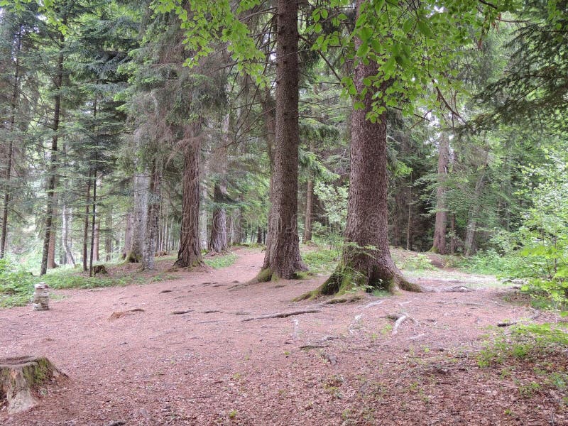 Timber stock photo. Image of green, nature, timber, mountain - 47162282