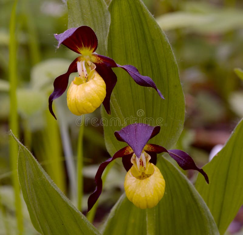 Octopus Orchid stock image. Image of extraordinary, backyard - 2164317
