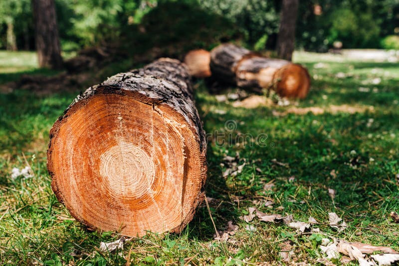 Timber in Park, Cut Down Pine Tree on the Ground Stock Photo - Image of ...