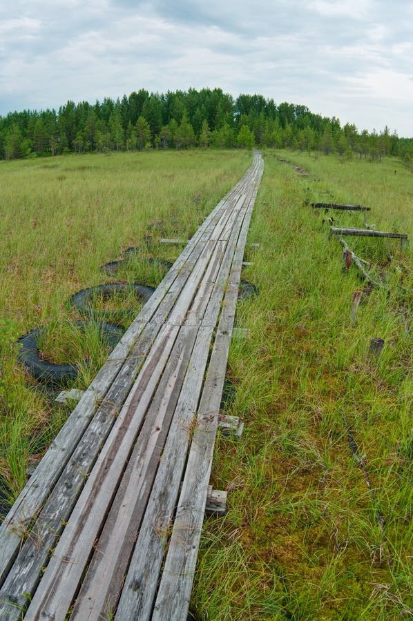 Timber Path between Green Grass in Peat Bog Stock Image - Image of ...