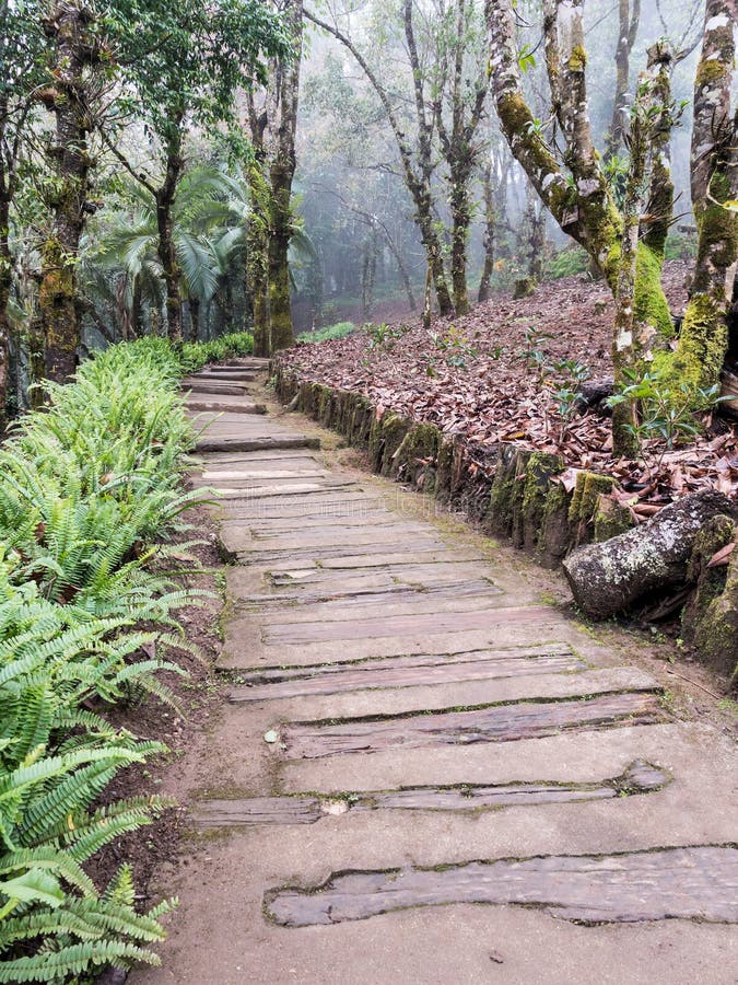 Timber Pathway Along the Hill Stock Image - Image of forest, garden ...