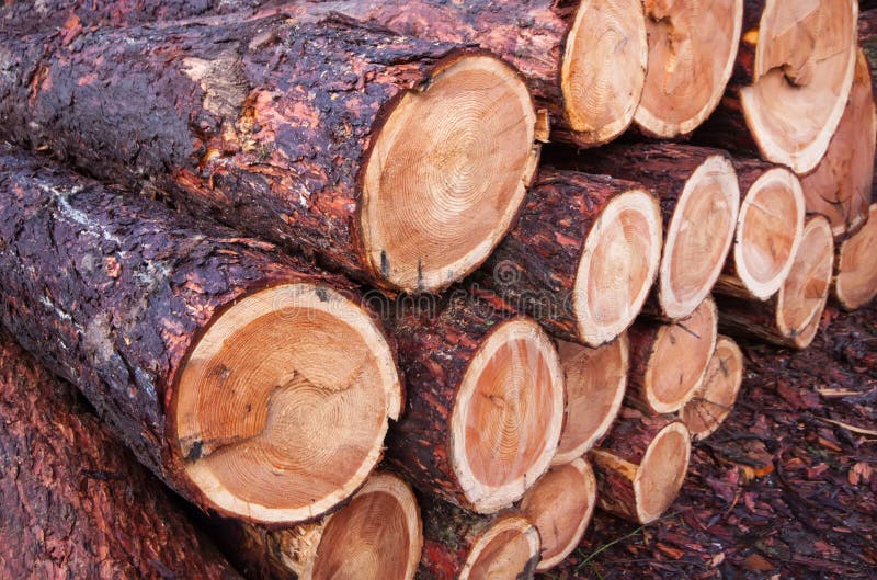 Timber Logging in Austrian Alps Stock Photo - Image of wildlife ...